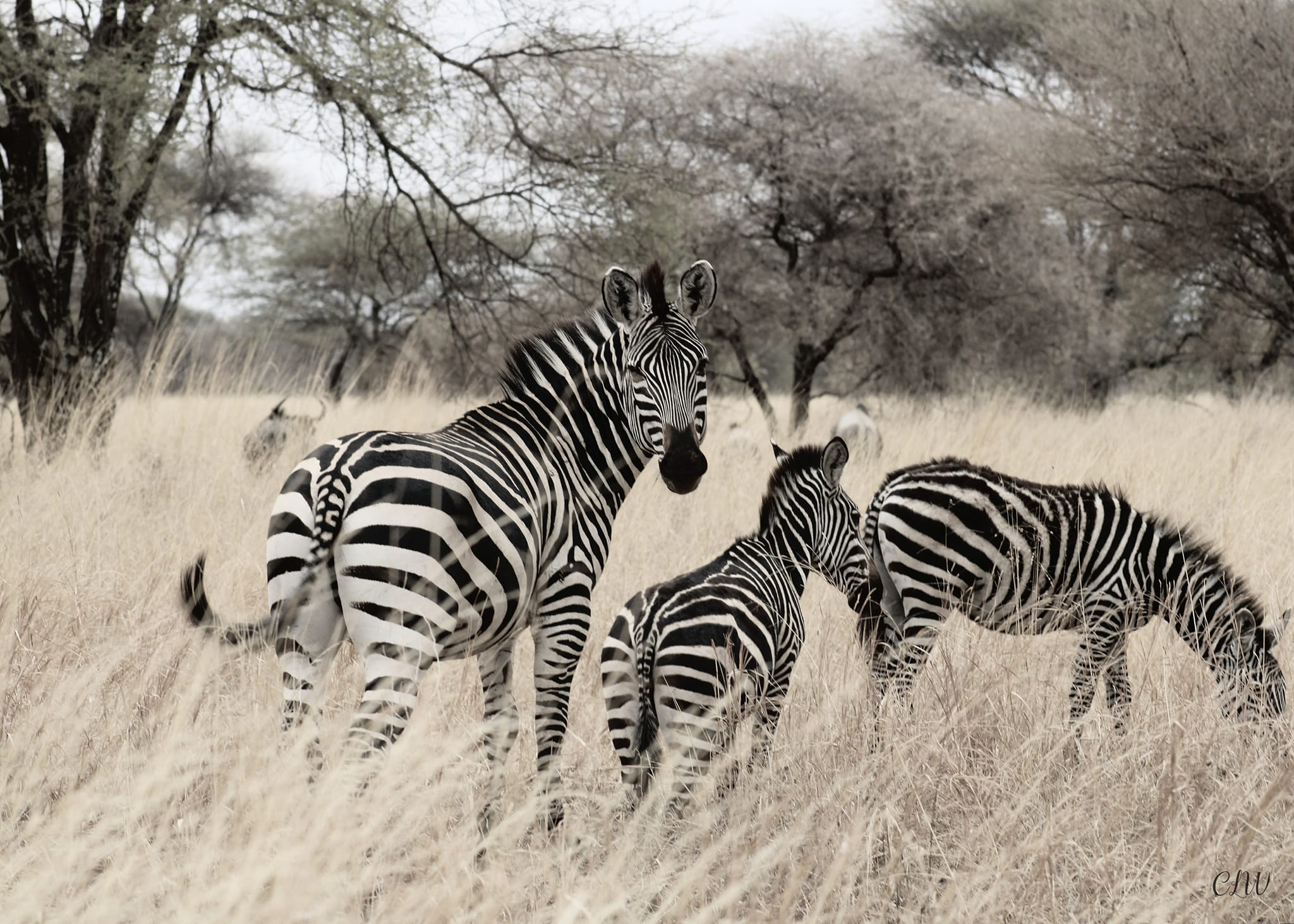 Sisi Sote Foundation - Safari